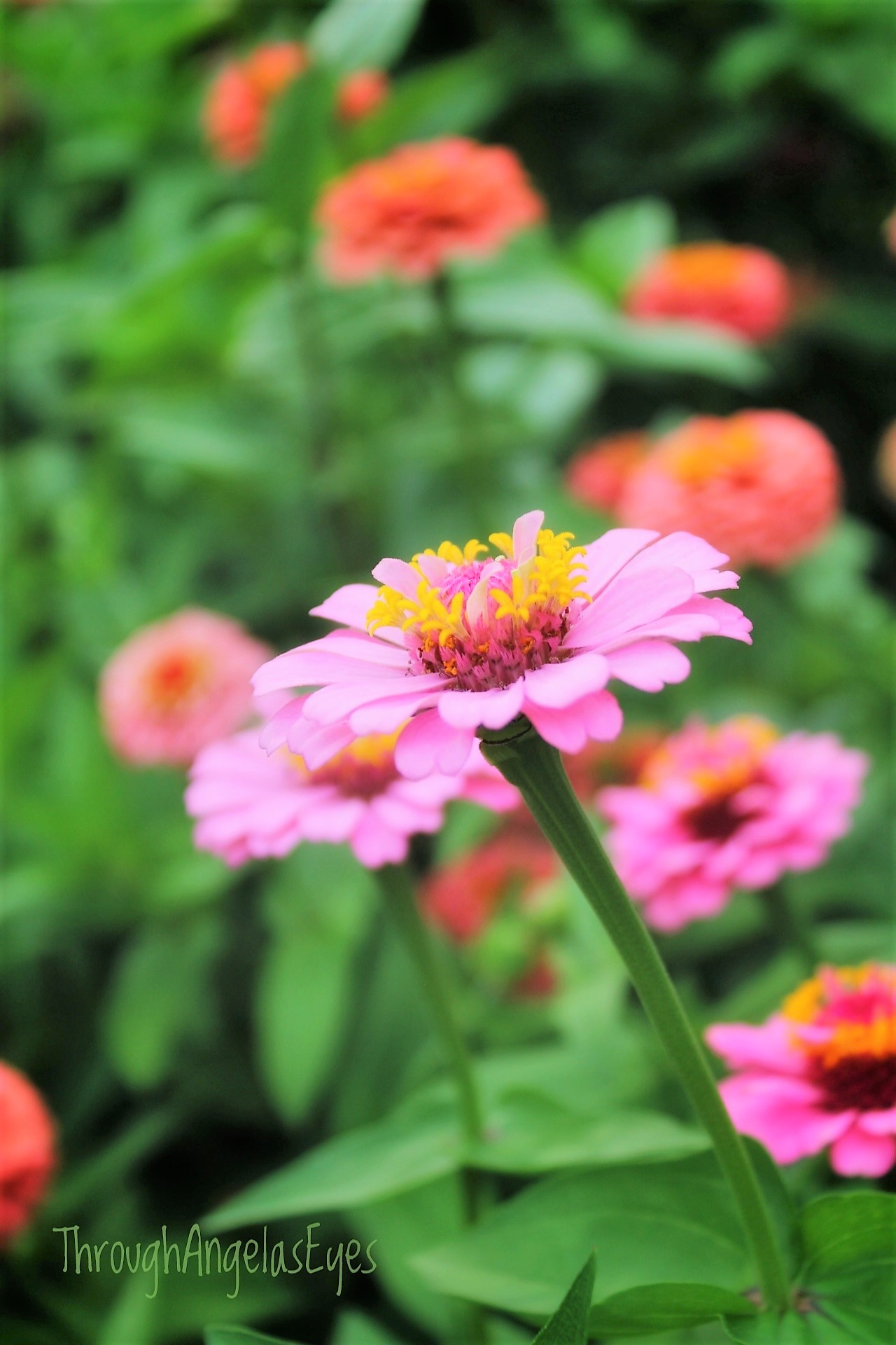 Our Flower Farm – Day Farm Fresh Flowers